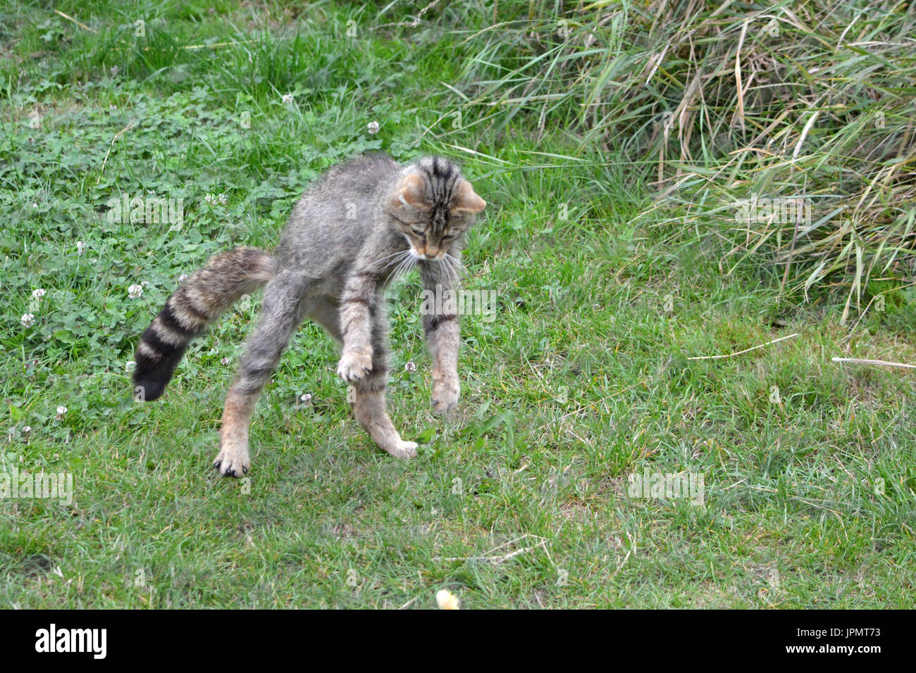 Pouncing cat hi-res stock photography and images - Alamy