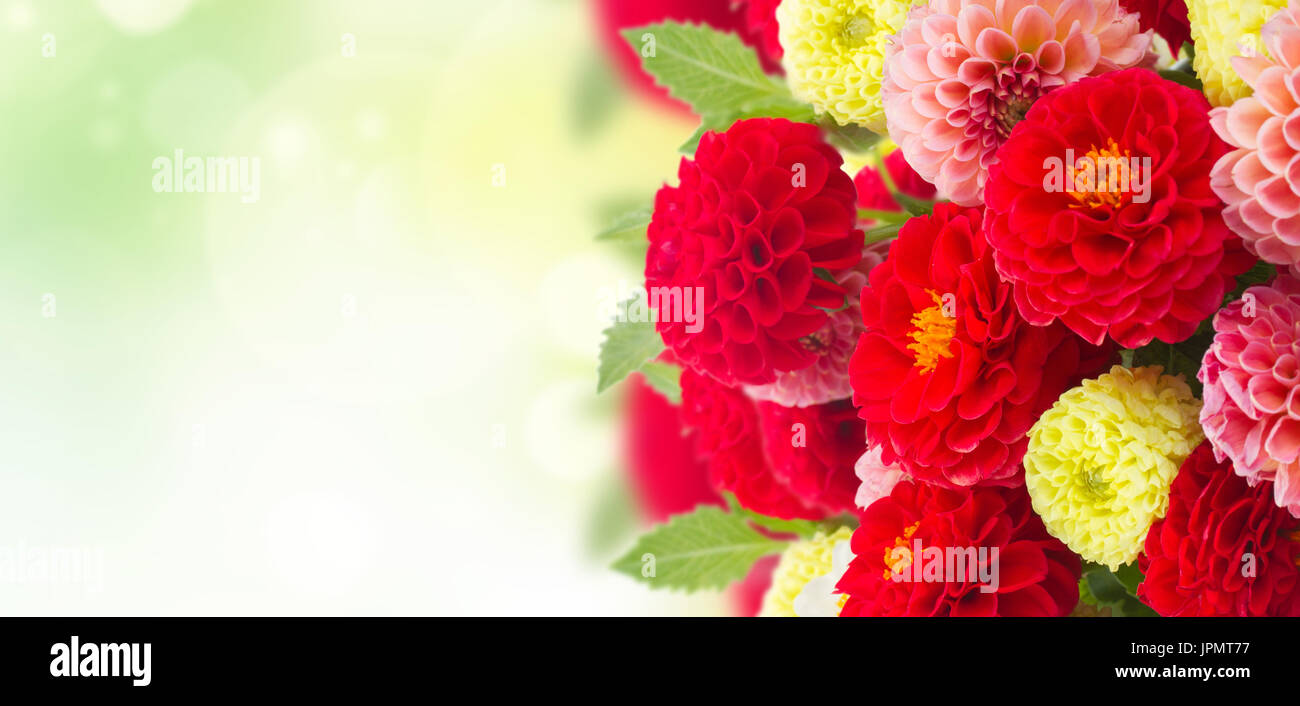 Bunch of dahlia flowers over green garden background banner Stock Photo ...