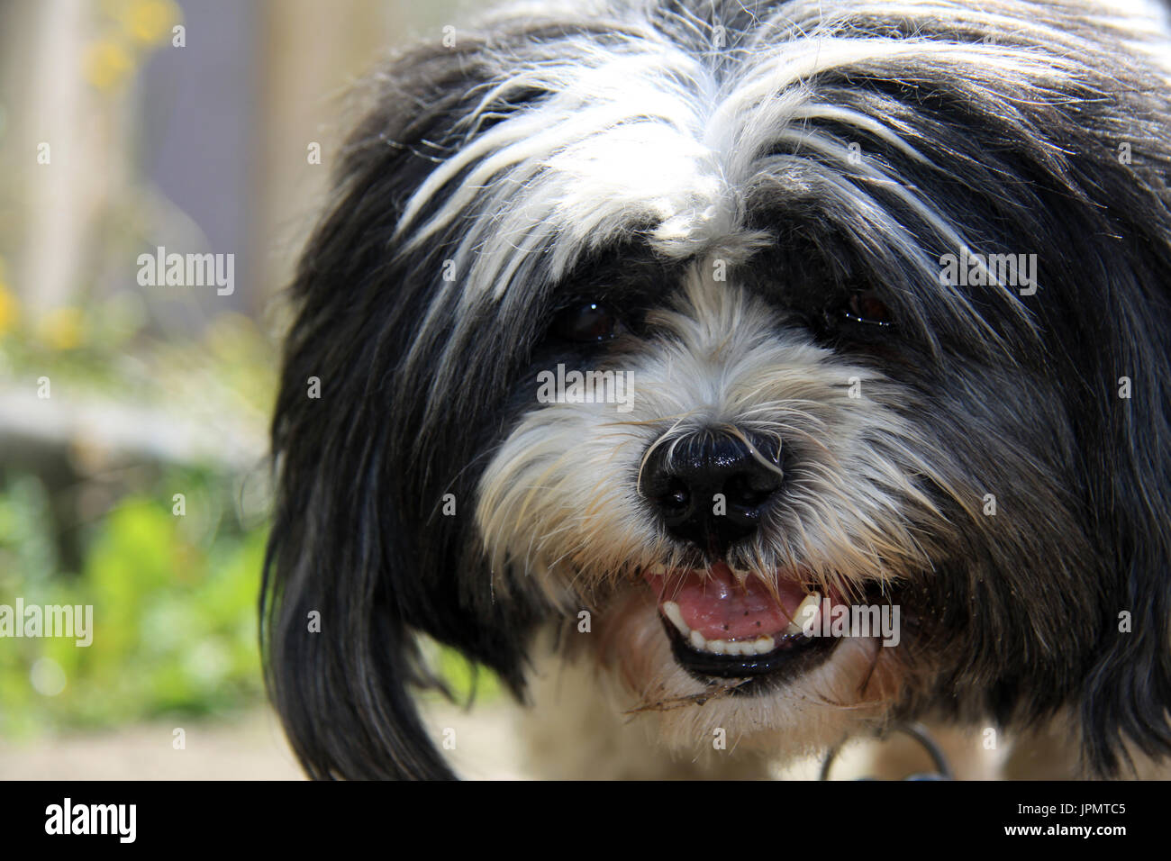 Canine Capers / World of Dog Stock Photo - Alamy