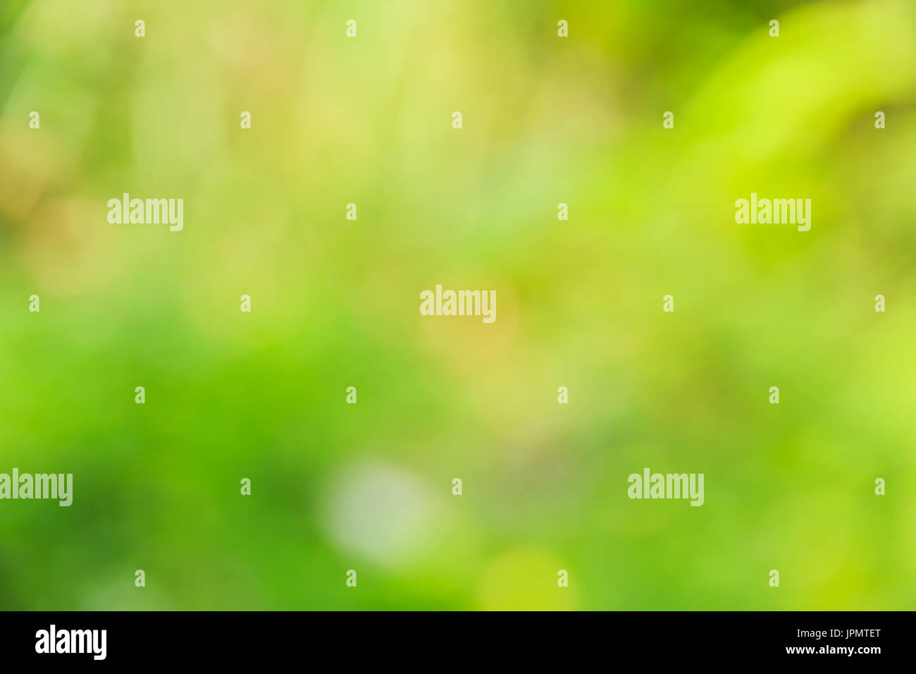 Abstract bokeh and blurred green nature background model is used to ...
