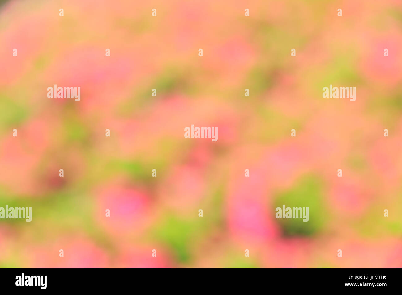 Abstract bokeh and blurred green nature background model is used to ...