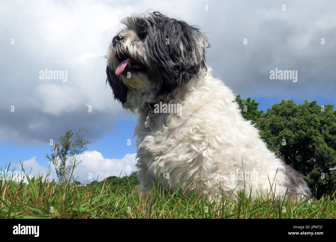 Canine Capers / World of Dog Stock Photo - Alamy