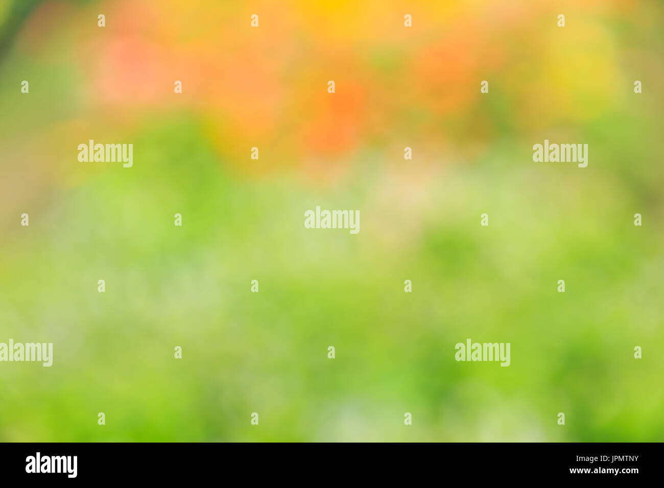 Abstract bokeh and blurred green nature background model is used to ...