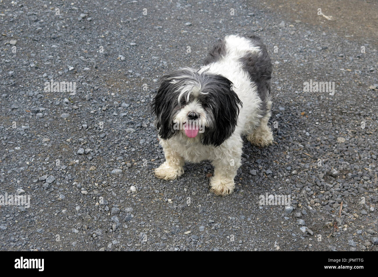 Canine Capers / World of Dog Stock Photo - Alamy