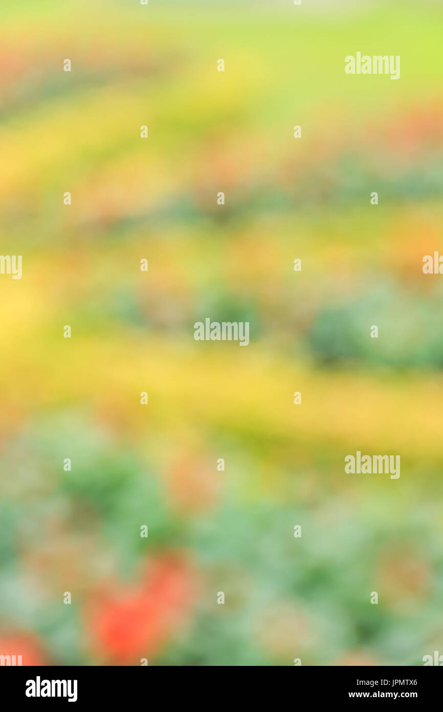 Abstract bokeh and blurred green nature background model is used to ...