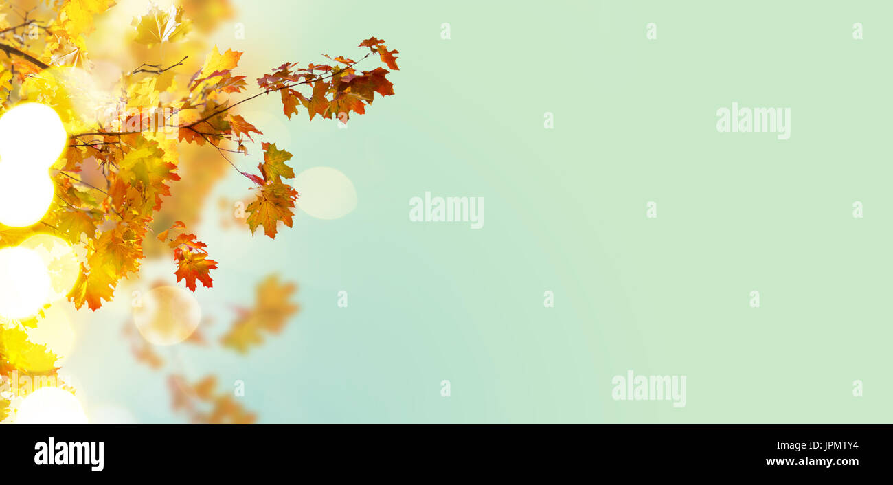Fall yellow and orange maple leaves on blue sky background banner Stock ...