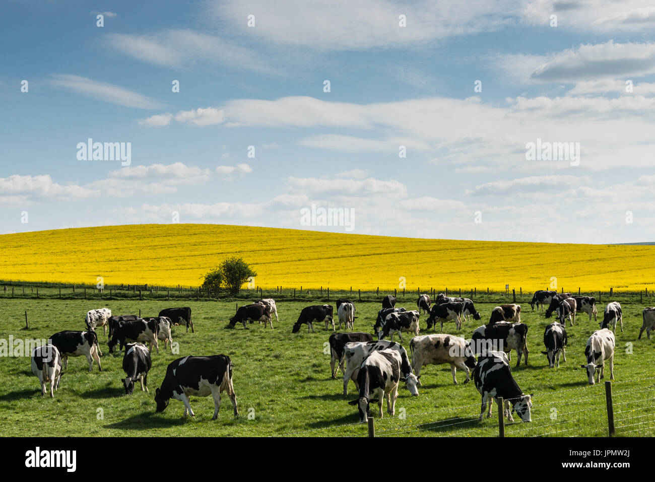 A heard of cows in a field under blue skies Stock Photo - Alamy