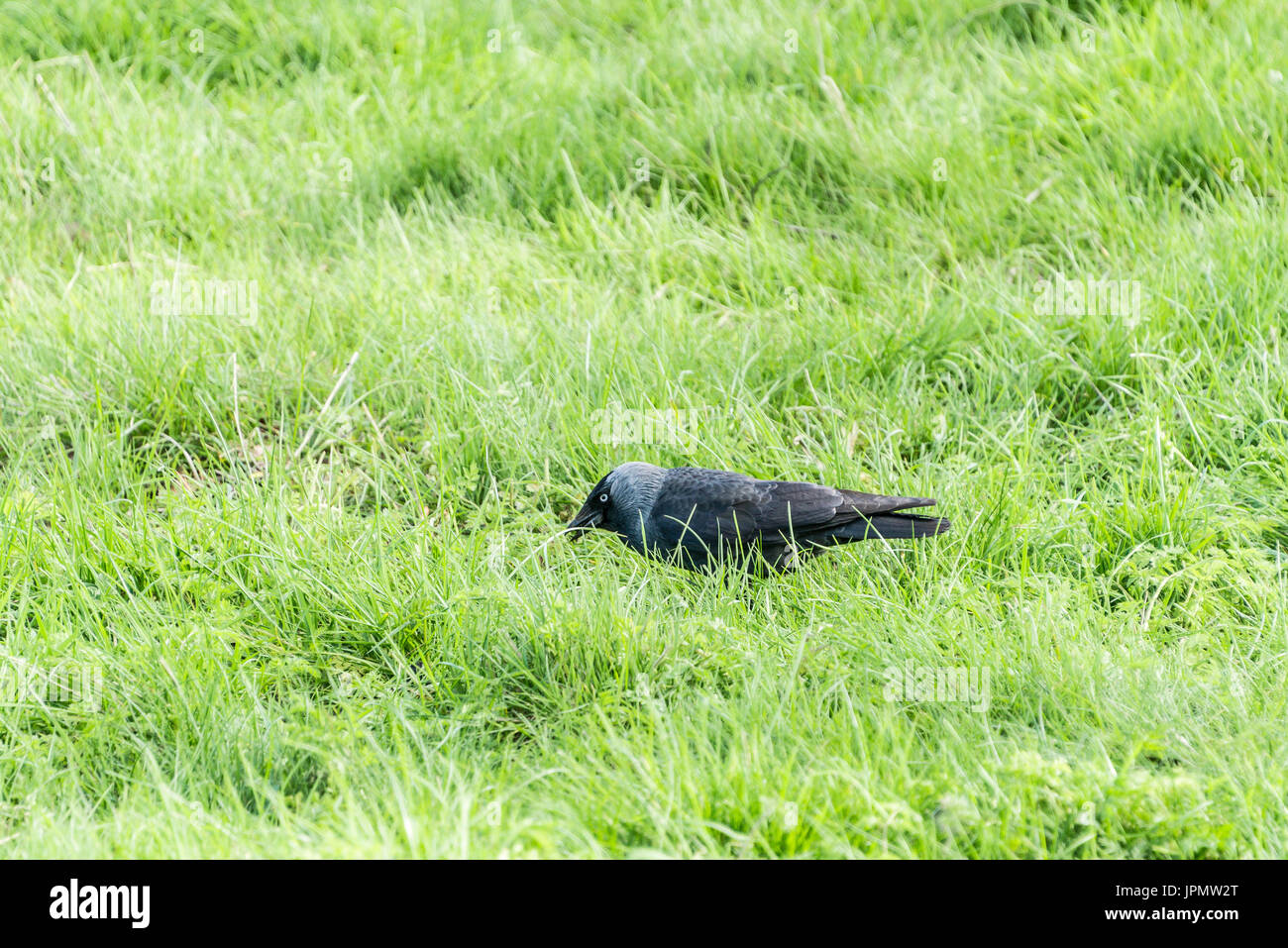 A jackdaw (Corvus monedula) searching for food in grass Stock Photo - Alamy