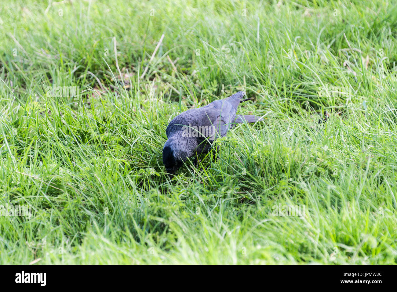 Avebury wiltshire jackdaw hi-res stock photography and images - Alamy