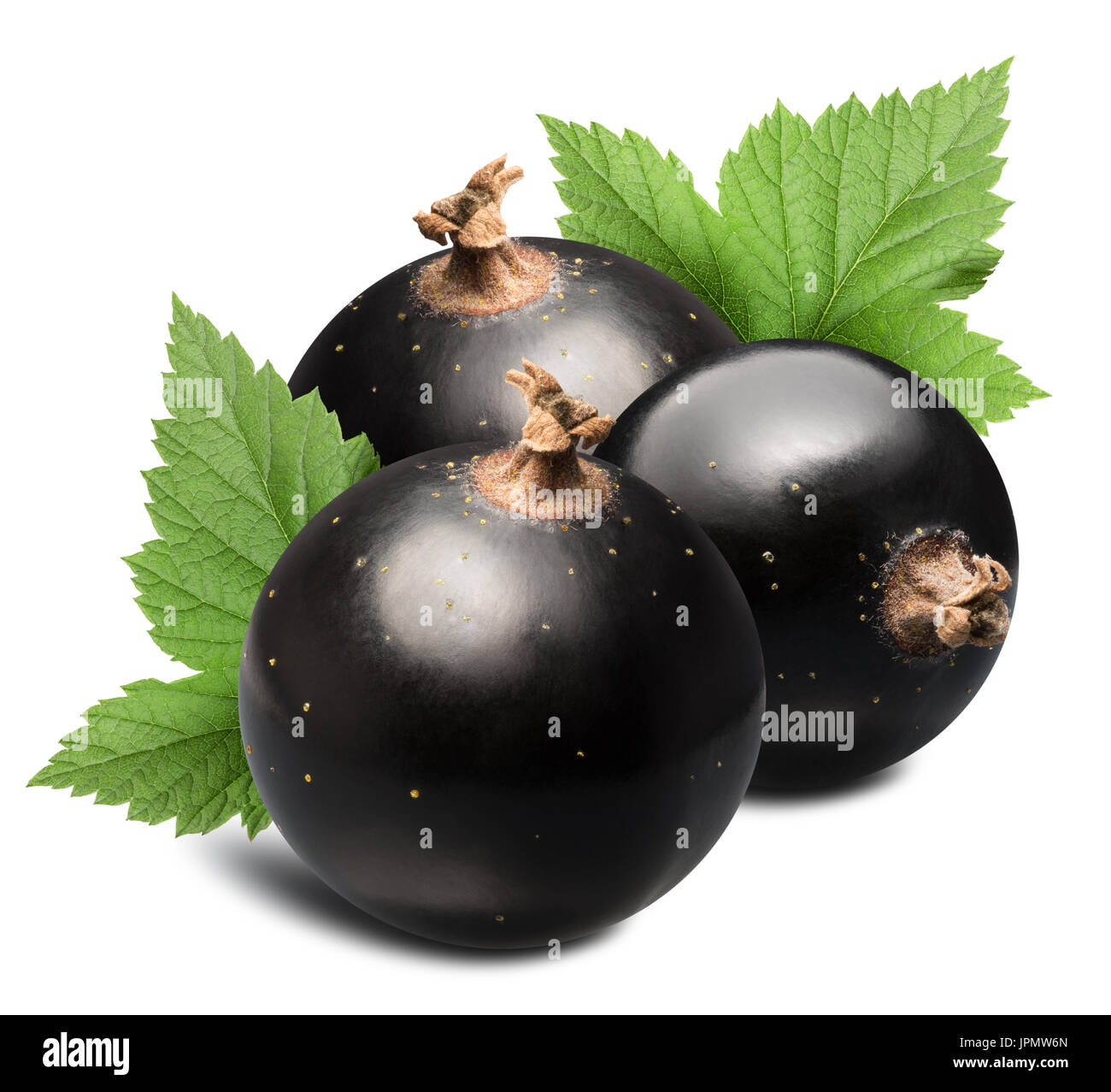 Black currant close up berries Cut Out Stock Images & Pictures - Alamy