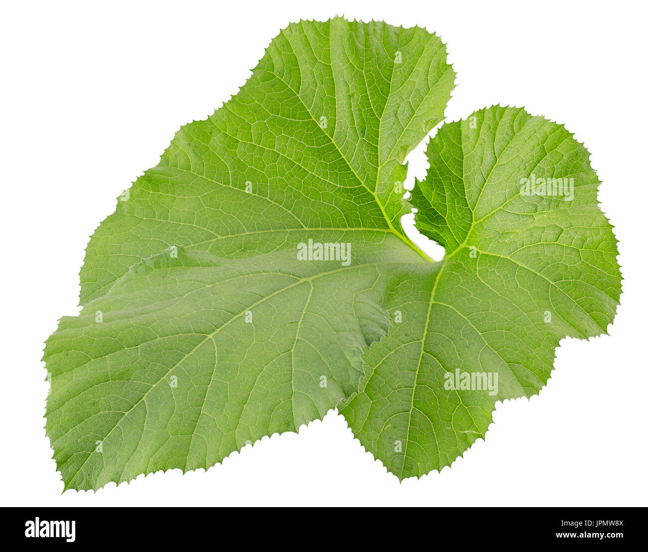 cucumber leaf isolated on a white background Stock Photo - Alamy