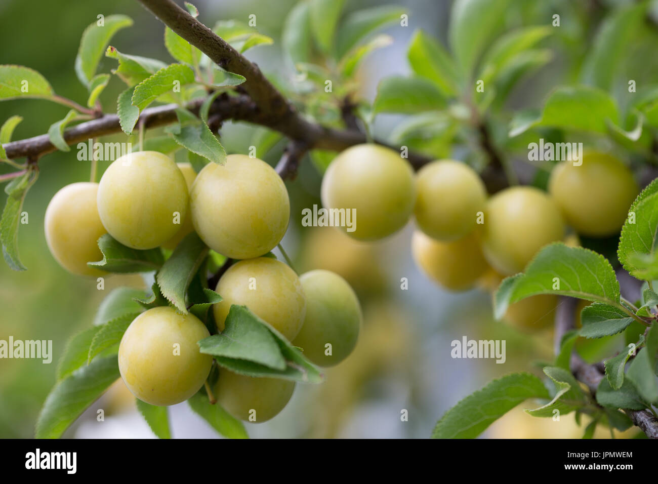 Cherry plums on a tree hi-res stock photography and images - Alamy