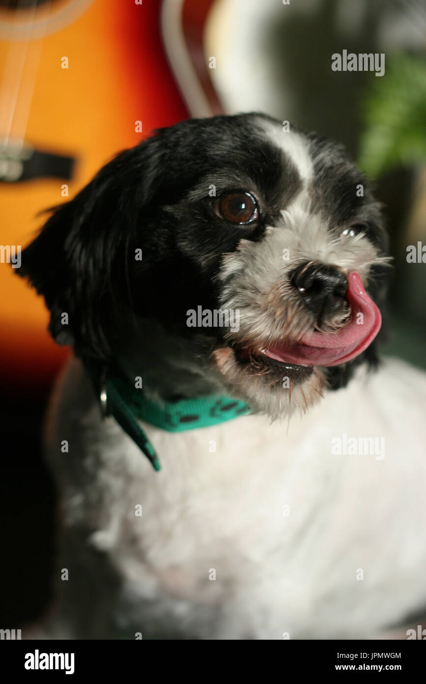 Canine Capers / World of Dog Stock Photo - Alamy