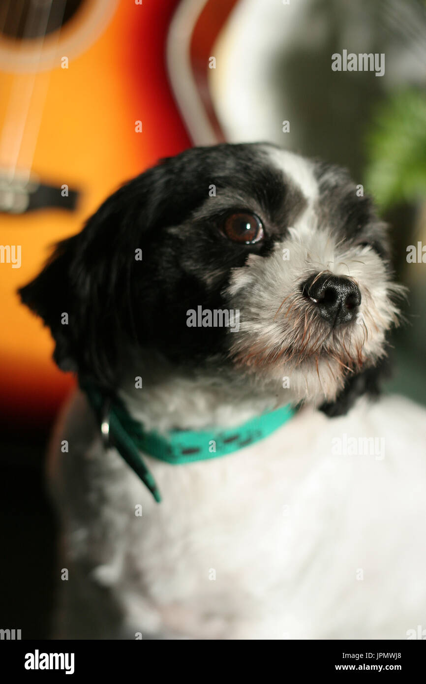Canine Capers / World of Dog Stock Photo - Alamy