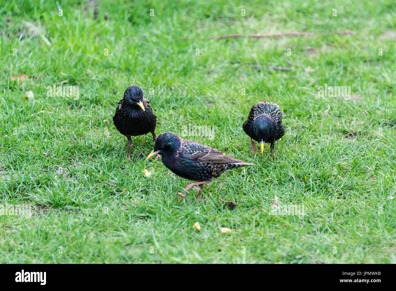 Purple glossy starlings hi-res stock photography and images - Alamy