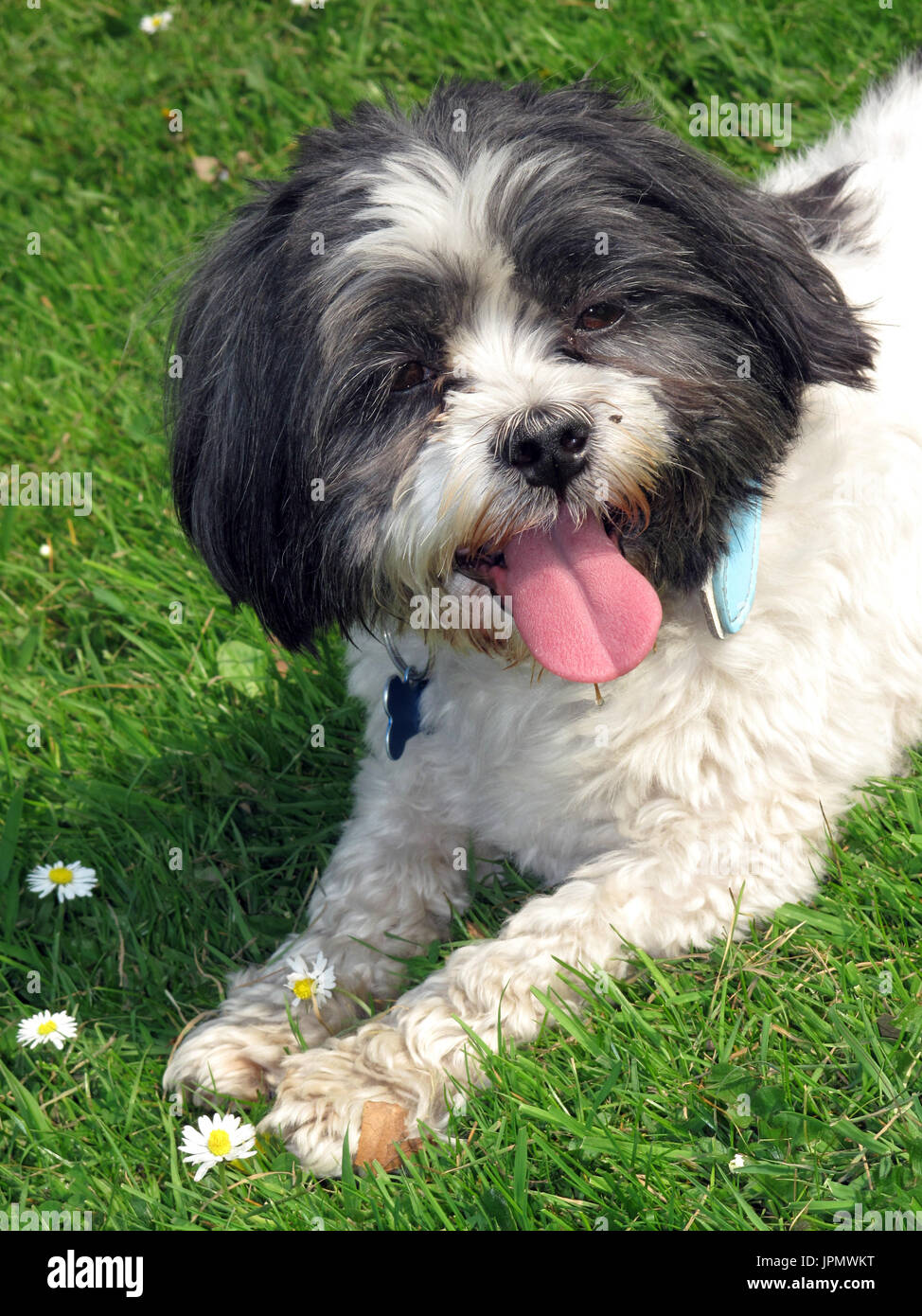 Canine Capers / World of Dog Stock Photo - Alamy
