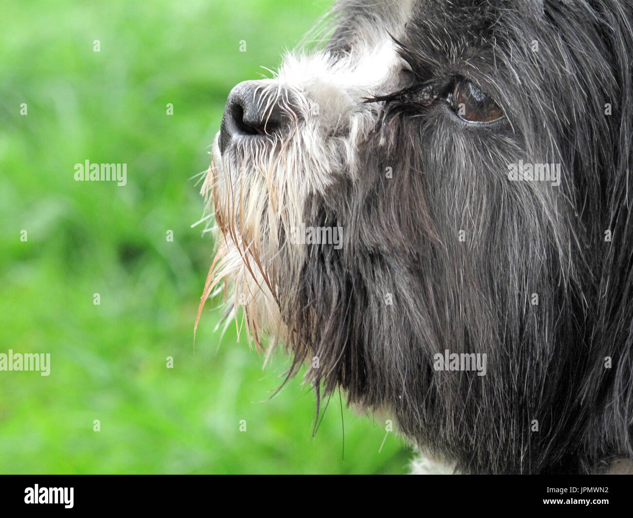 Canine Capers / World of Dog Stock Photo - Alamy