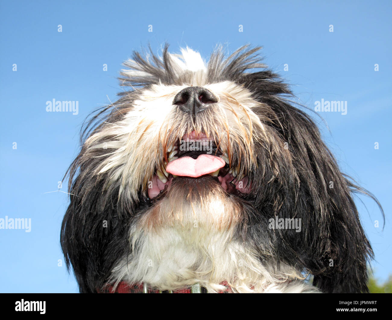 Canine Capers / World of Dog Stock Photo - Alamy