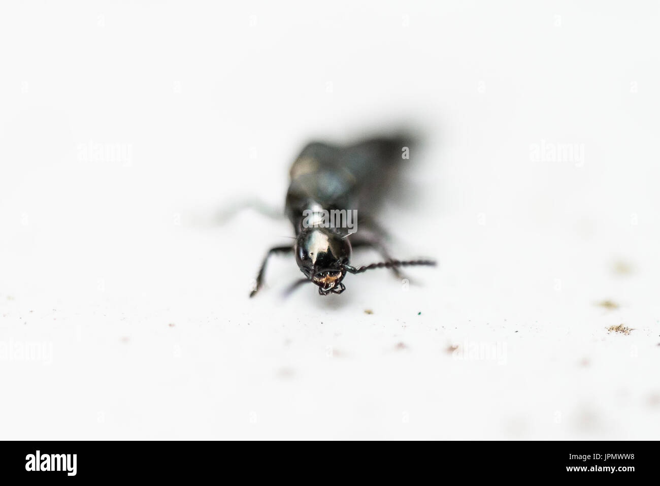 Pitted Beetle High Resolution Stock Photography and Images - Alamy