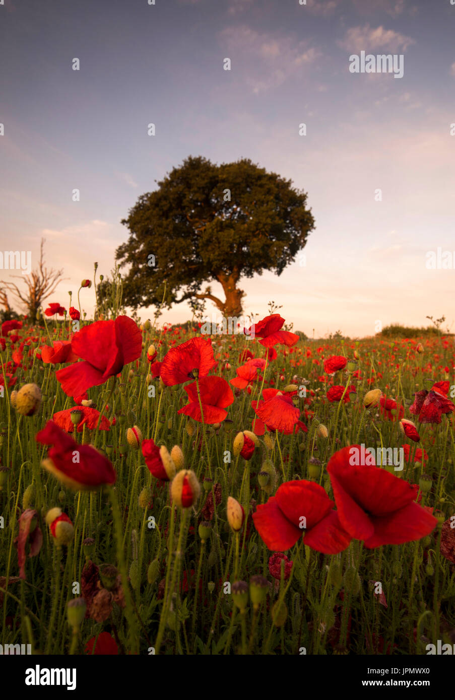Shepshed hi-res stock photography and images - Alamy