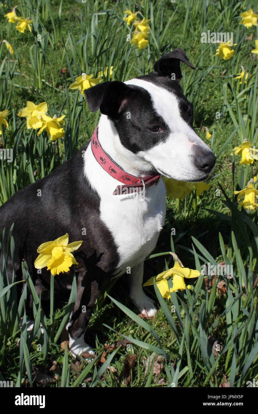 Canine Capers / World of Dog Stock Photo - Alamy