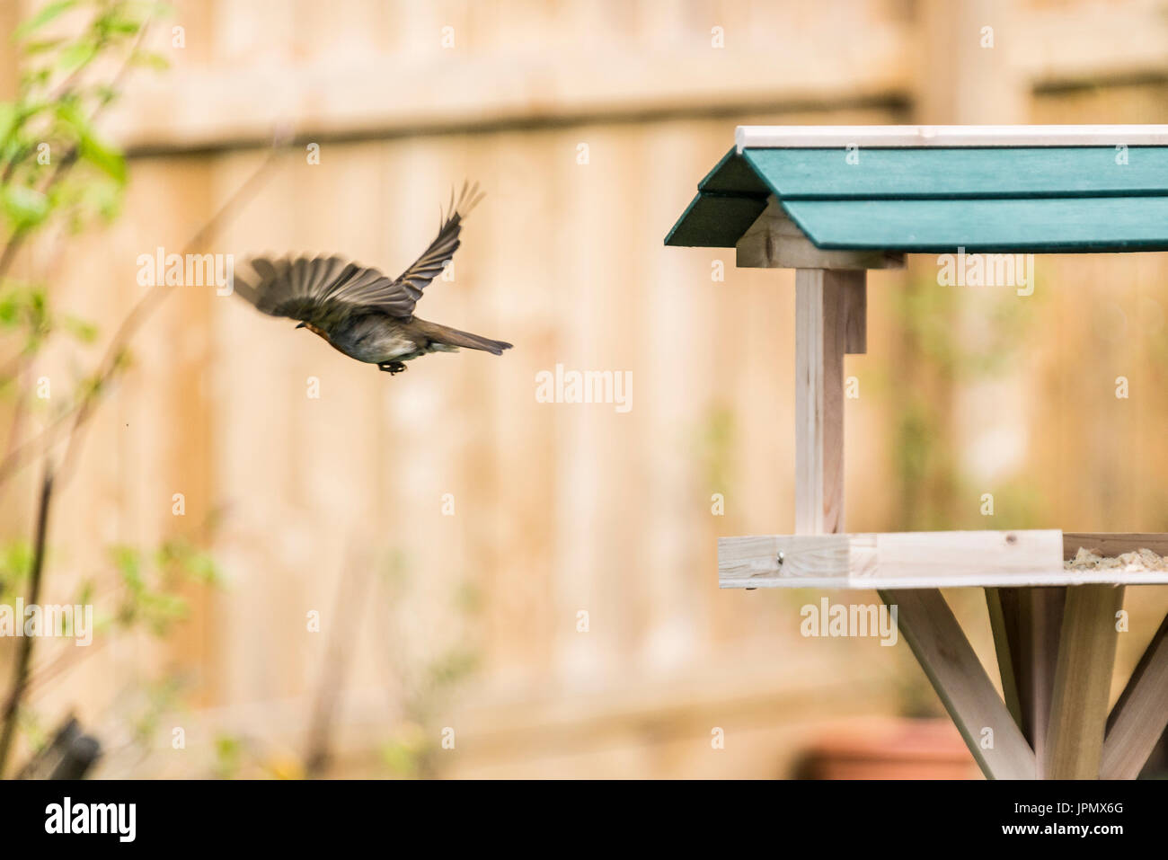 A robin (Erithacus rubecula) taking off from a garden bird table Stock ...