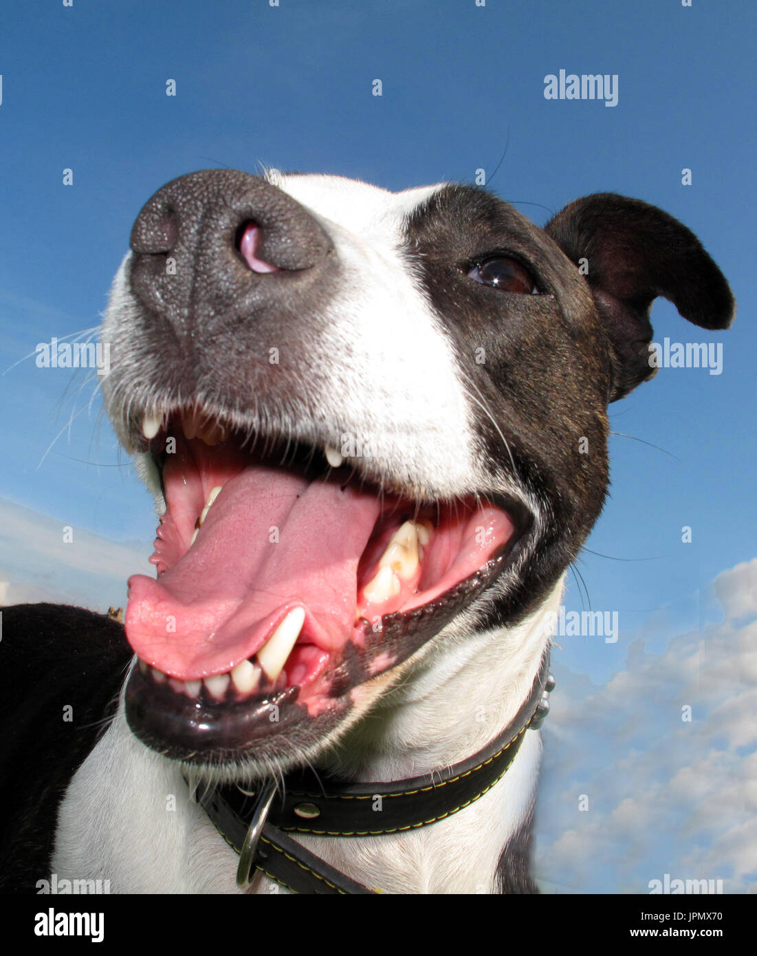 Canine Capers / World of Dog Stock Photo - Alamy