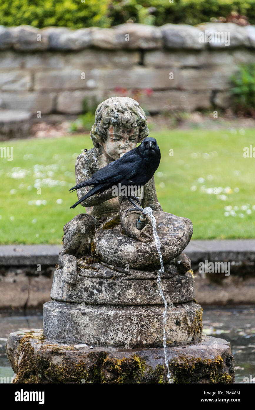 Crow stone water hi-res stock photography and images - Alamy