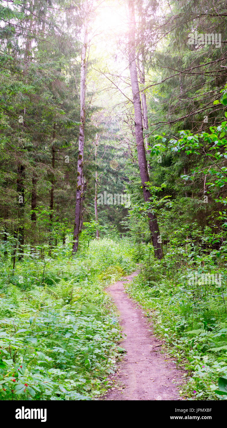 Woods path springtime nobody hi-res stock photography and images - Alamy