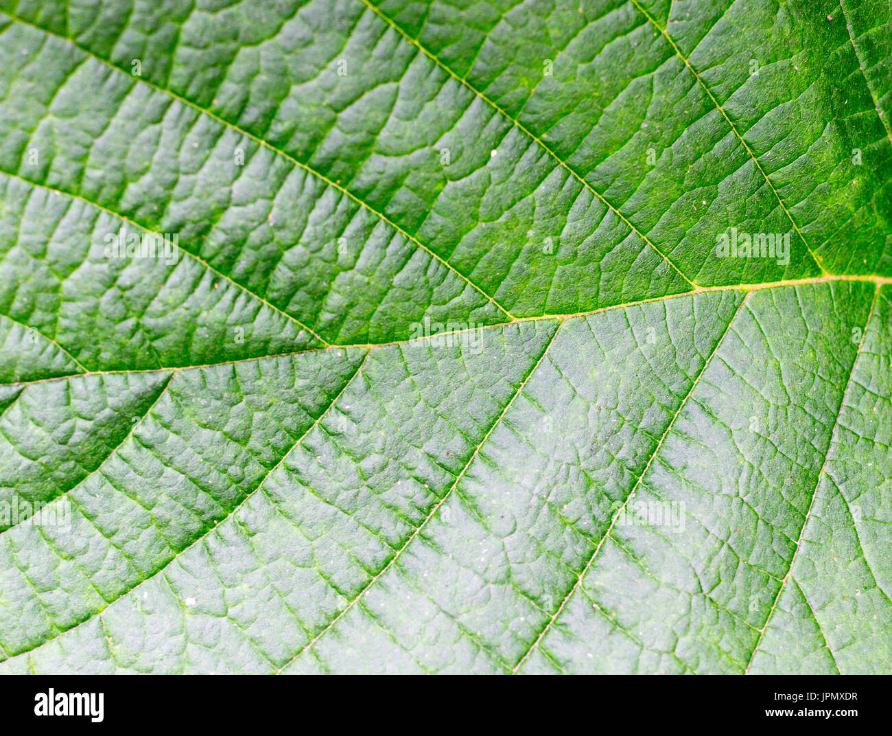 green leaf pattern macro. texture, background, nature Stock Photo - Alamy