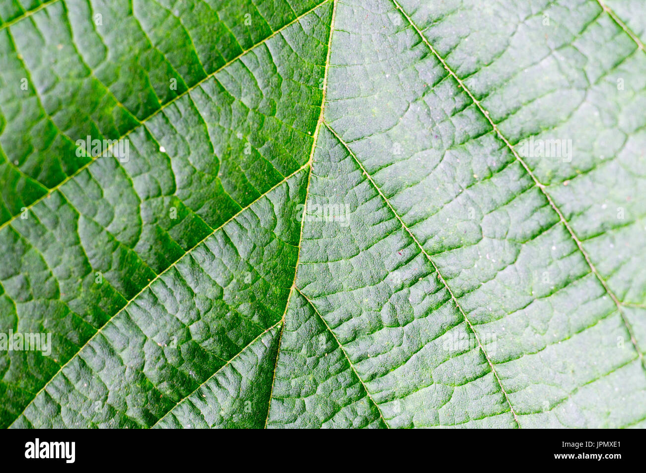 green leaf pattern macro. texture, background, nature Stock Photo - Alamy
