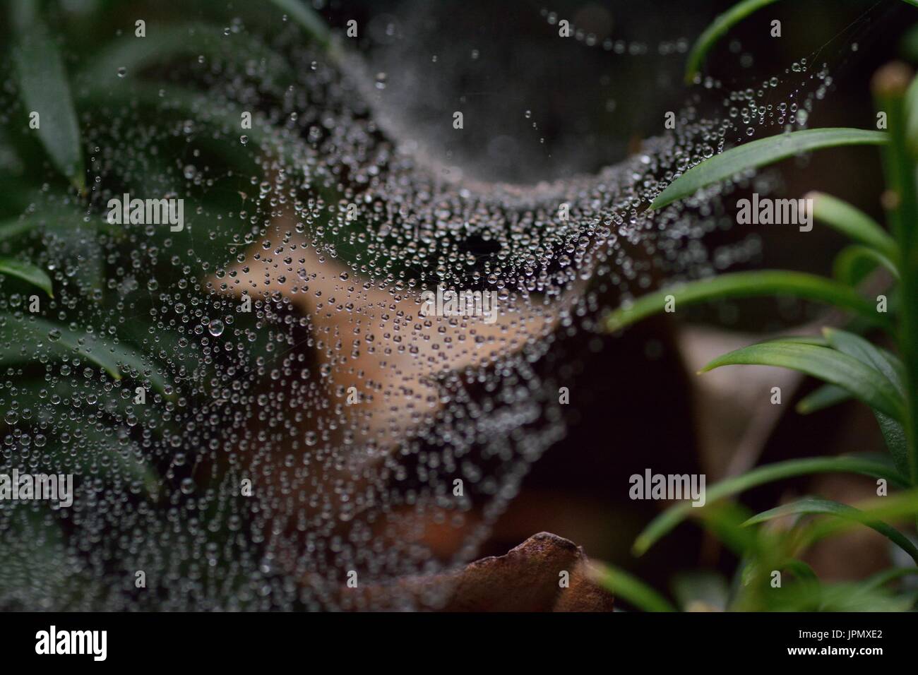 dew drop waterfall Stock Photo - Alamy