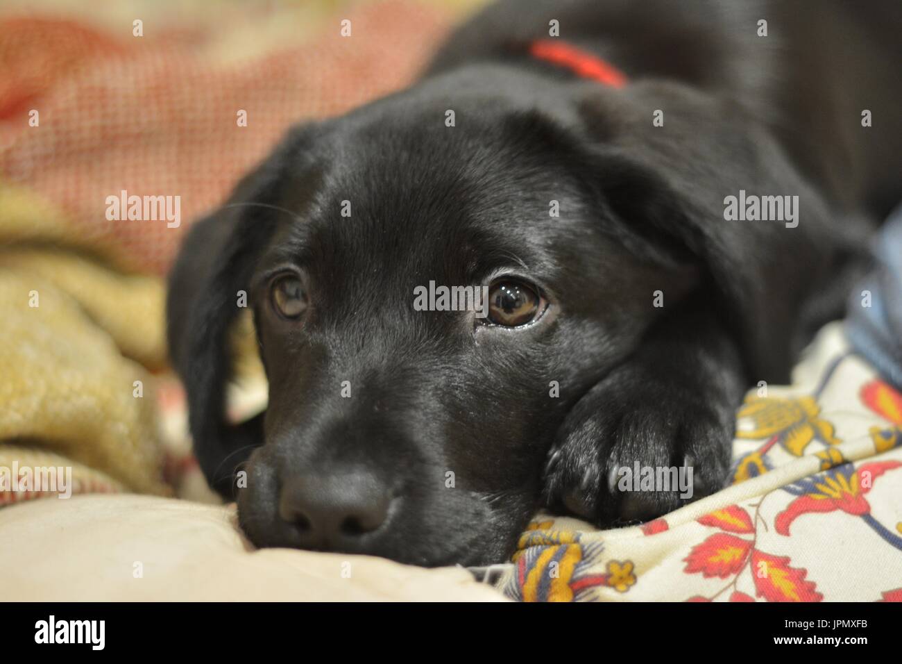 Black labrador looking proud Stock Photo - Alamy