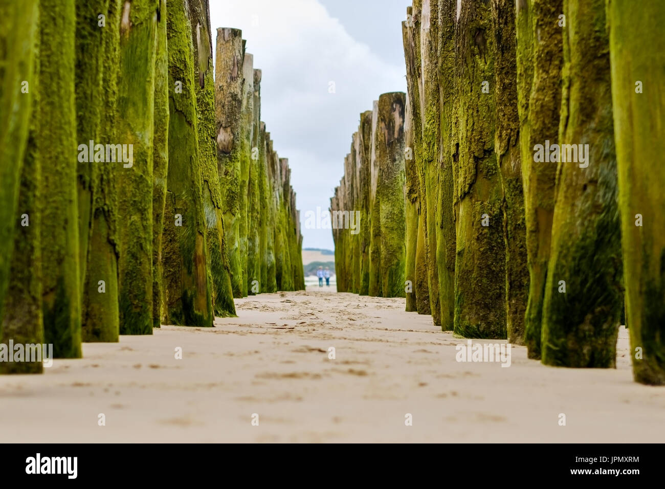 Wooden breakwaters on Wissant beach, France Stock Photo - Alamy