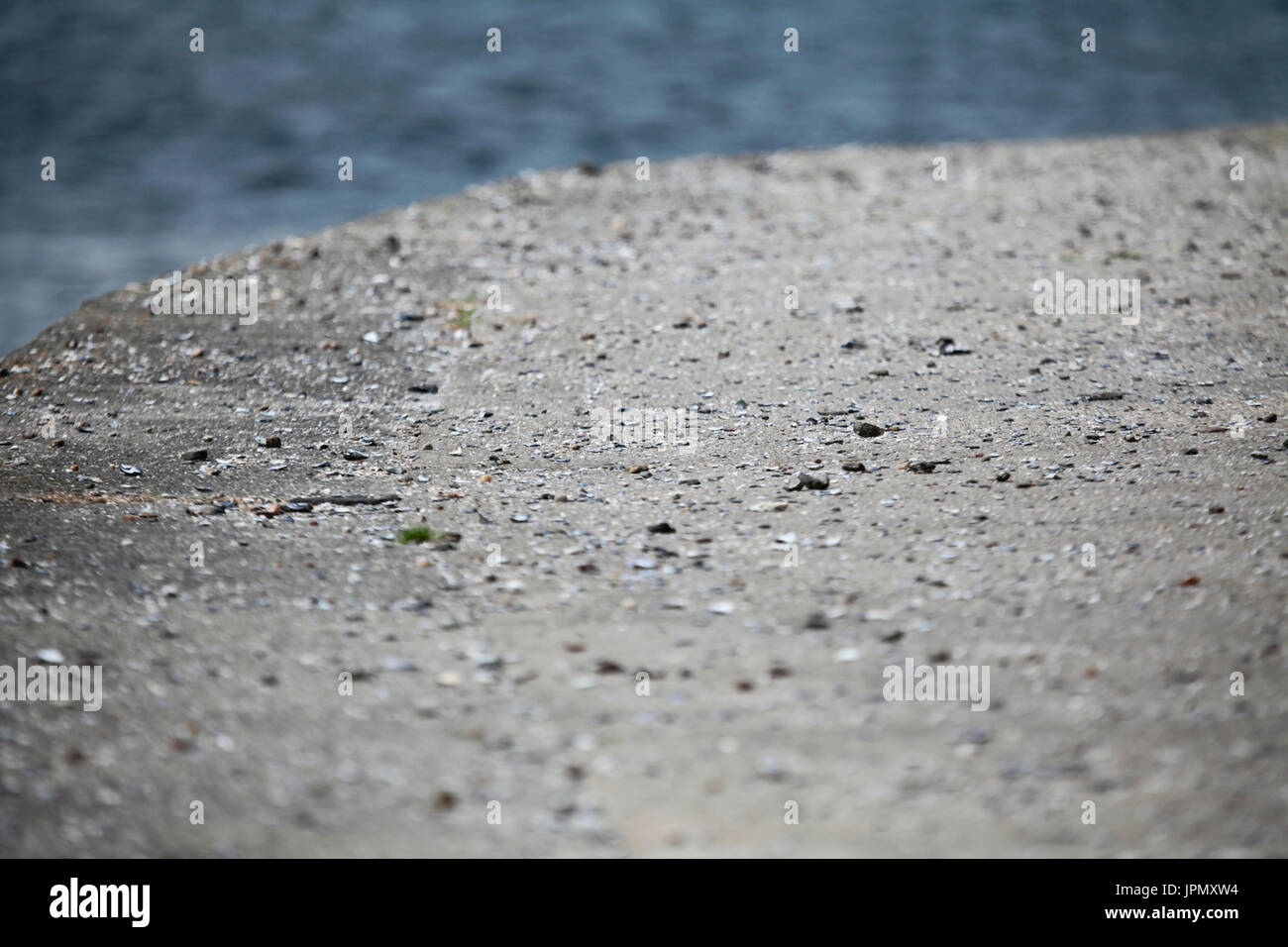 Broken mussel shells hi-res stock photography and images - Alamy