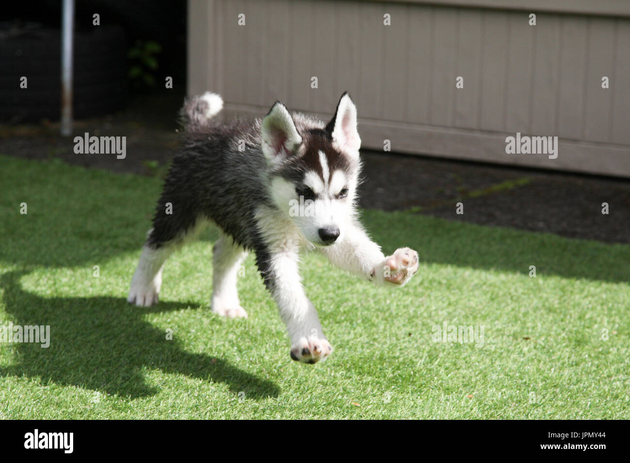 Cute Siberian Husky Puppy Stock Photo - Alamy