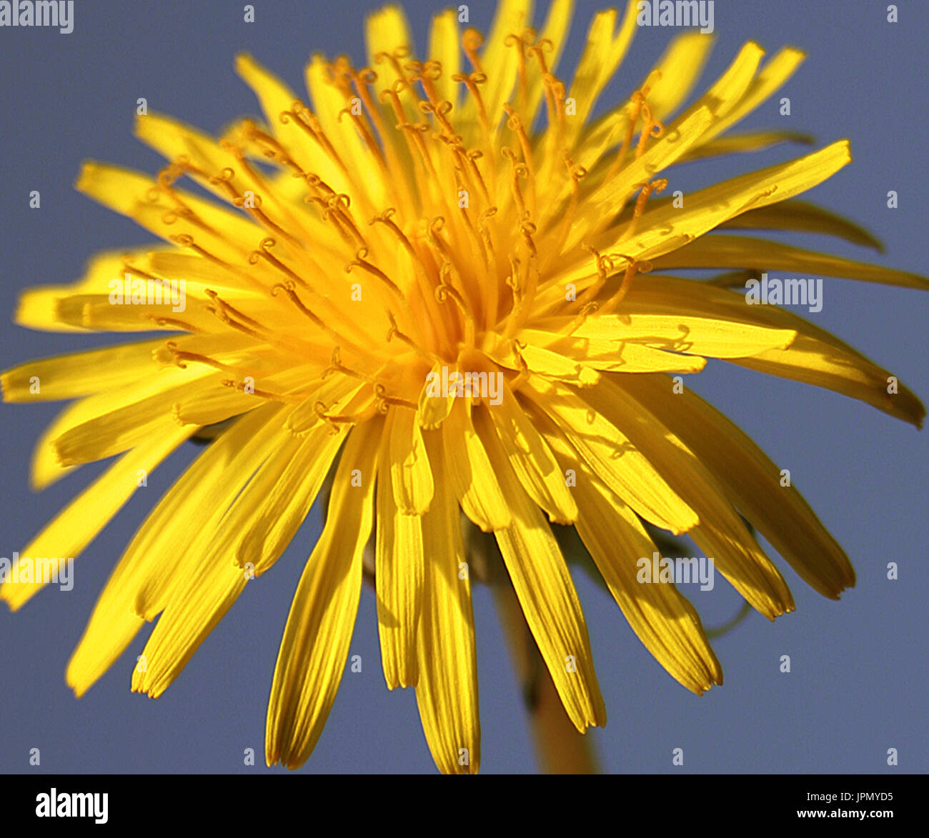 Overgrown dandelion hi-res stock photography and images - Alamy