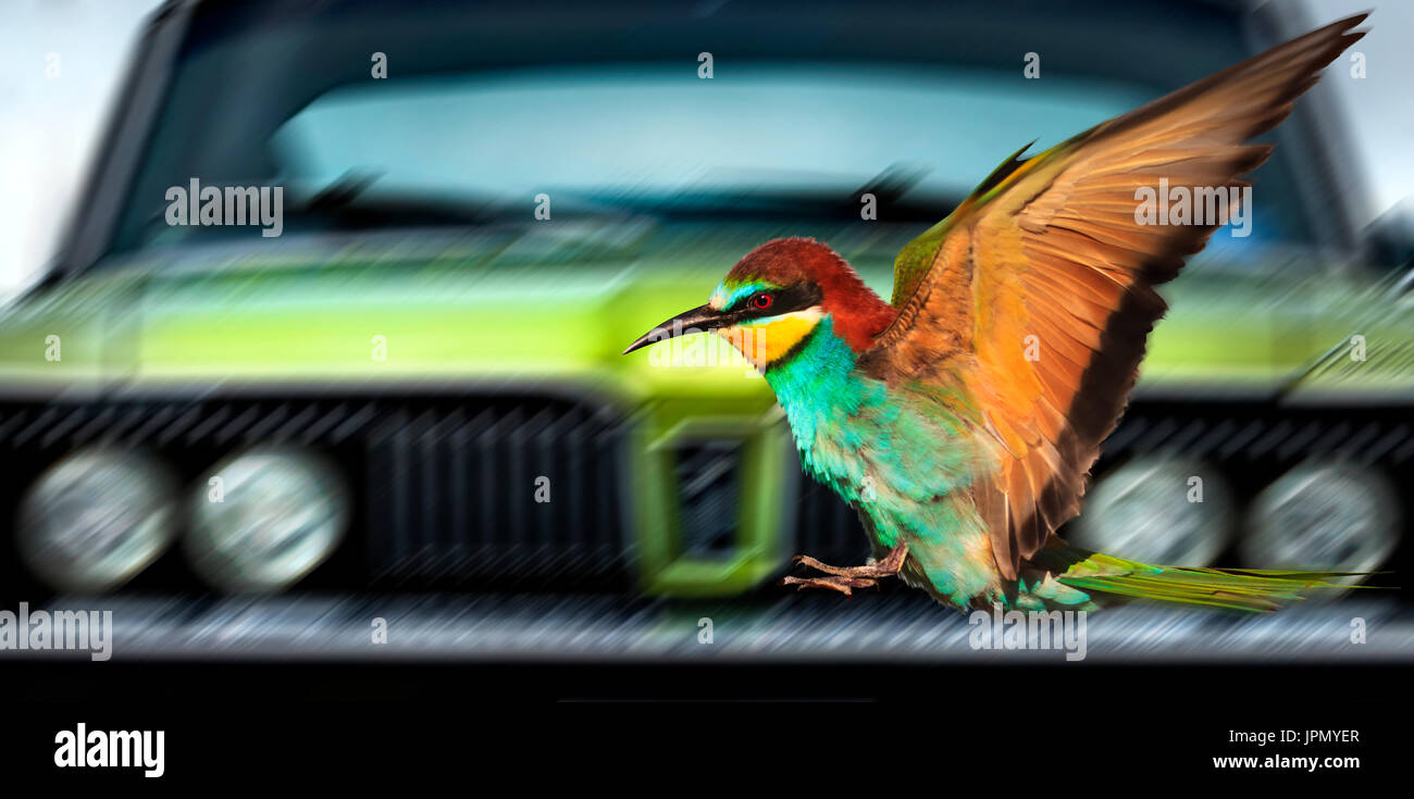 Saving birds from cars Stock Photo - Alamy