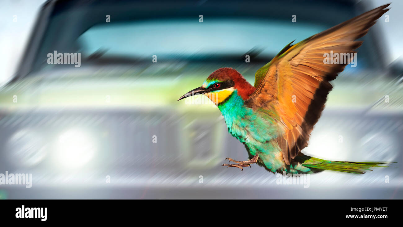 Saving birds from cars at night Stock Photo - Alamy