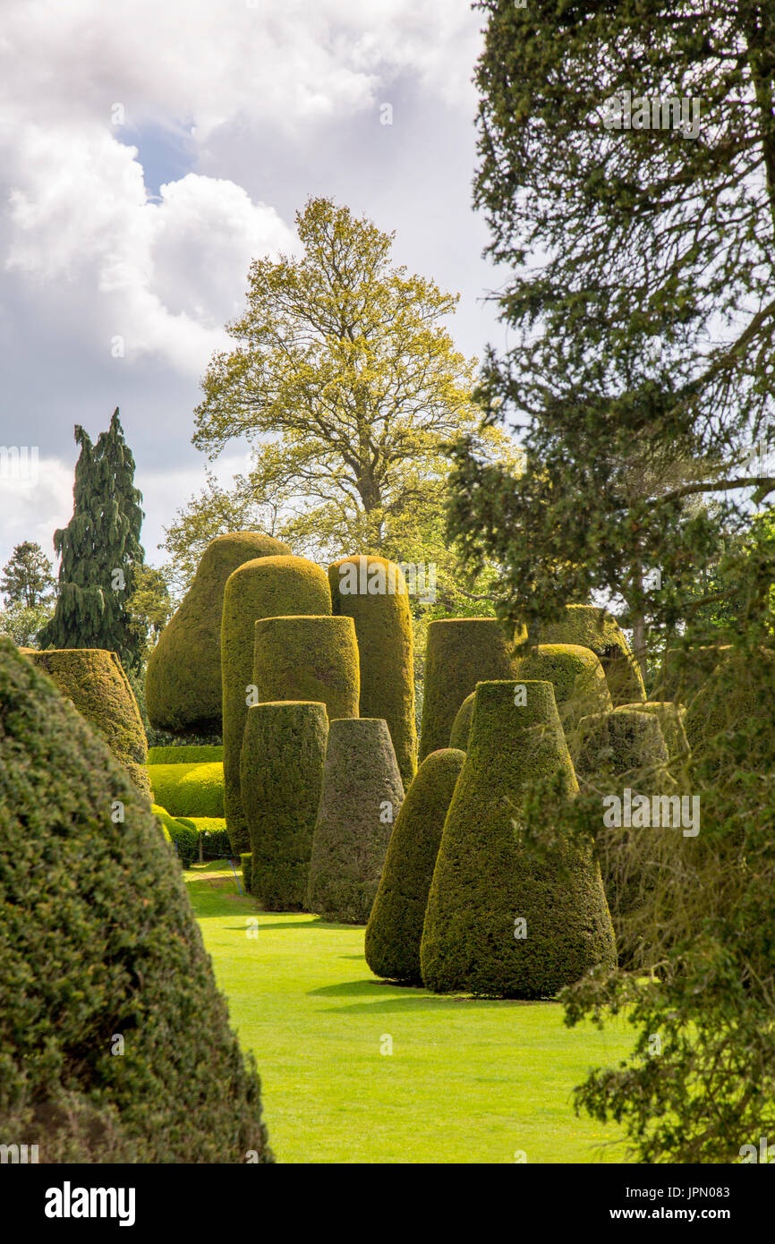 Interestingly shaped topiary in the Yew Garden at Packwood House - a ...