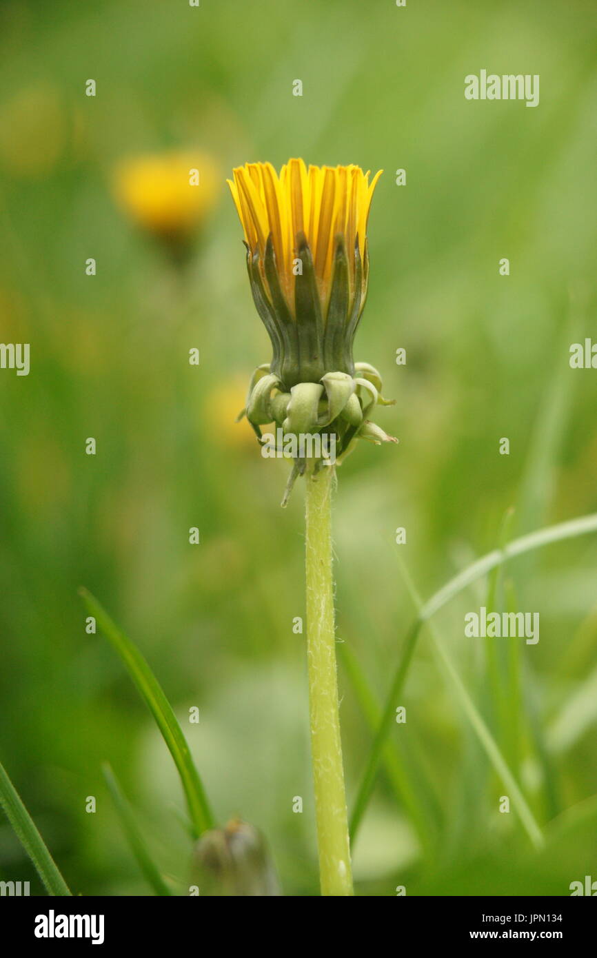 Overgrown dandelion hi-res stock photography and images - Alamy