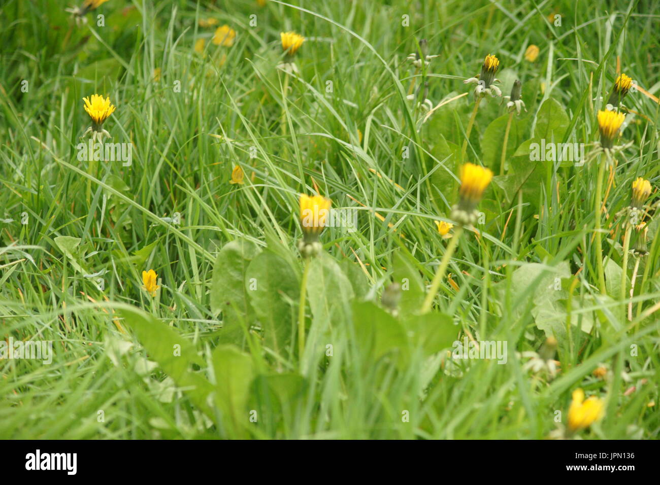 Overgrown dandelion hi-res stock photography and images - Alamy