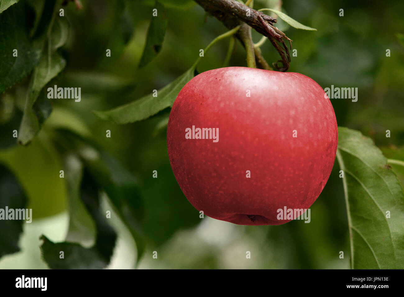 Beautiful red apple background wallpaper Stock Photo - Alamy