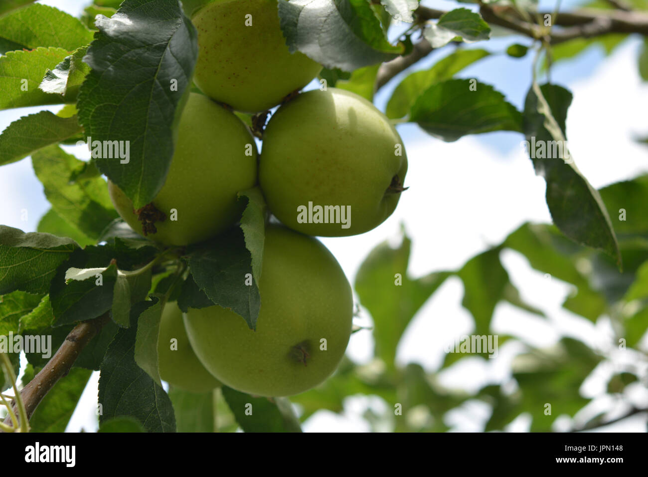 Group of fresh green apple with tree Stock Photo - Alamy