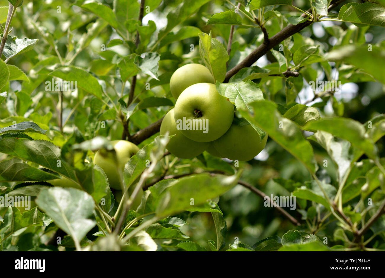 Group of fresh green apples with tree Stock Photo - Alamy
