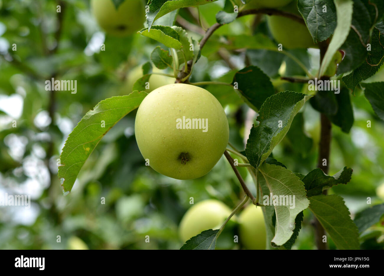 Perfect fresh Green apple closeup background wallpaper Stock Photo - Alamy