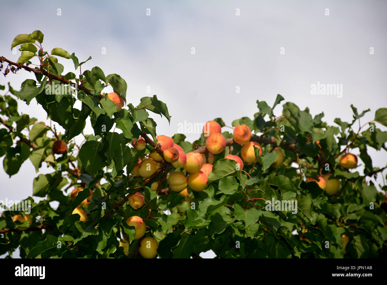 Damson Tree background wallpaper Stock Photo - Alamy