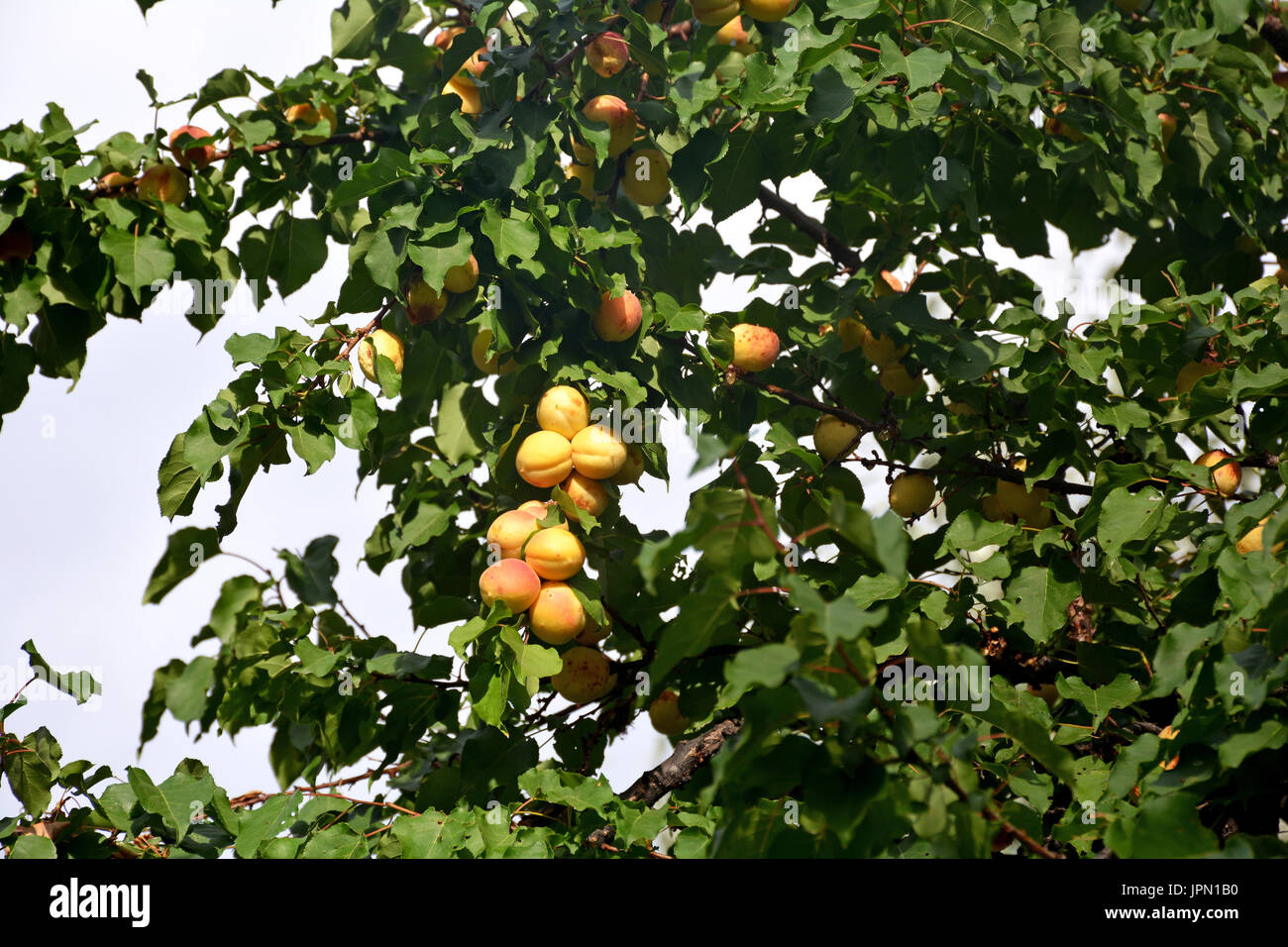 Damson Tree background wallpaper Stock Photo - Alamy