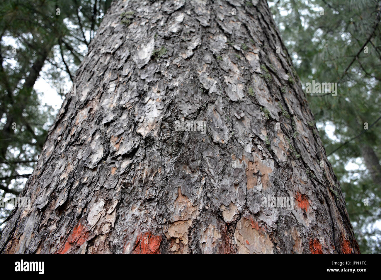 Tree wood background wallpaper Stock Photo - Alamy