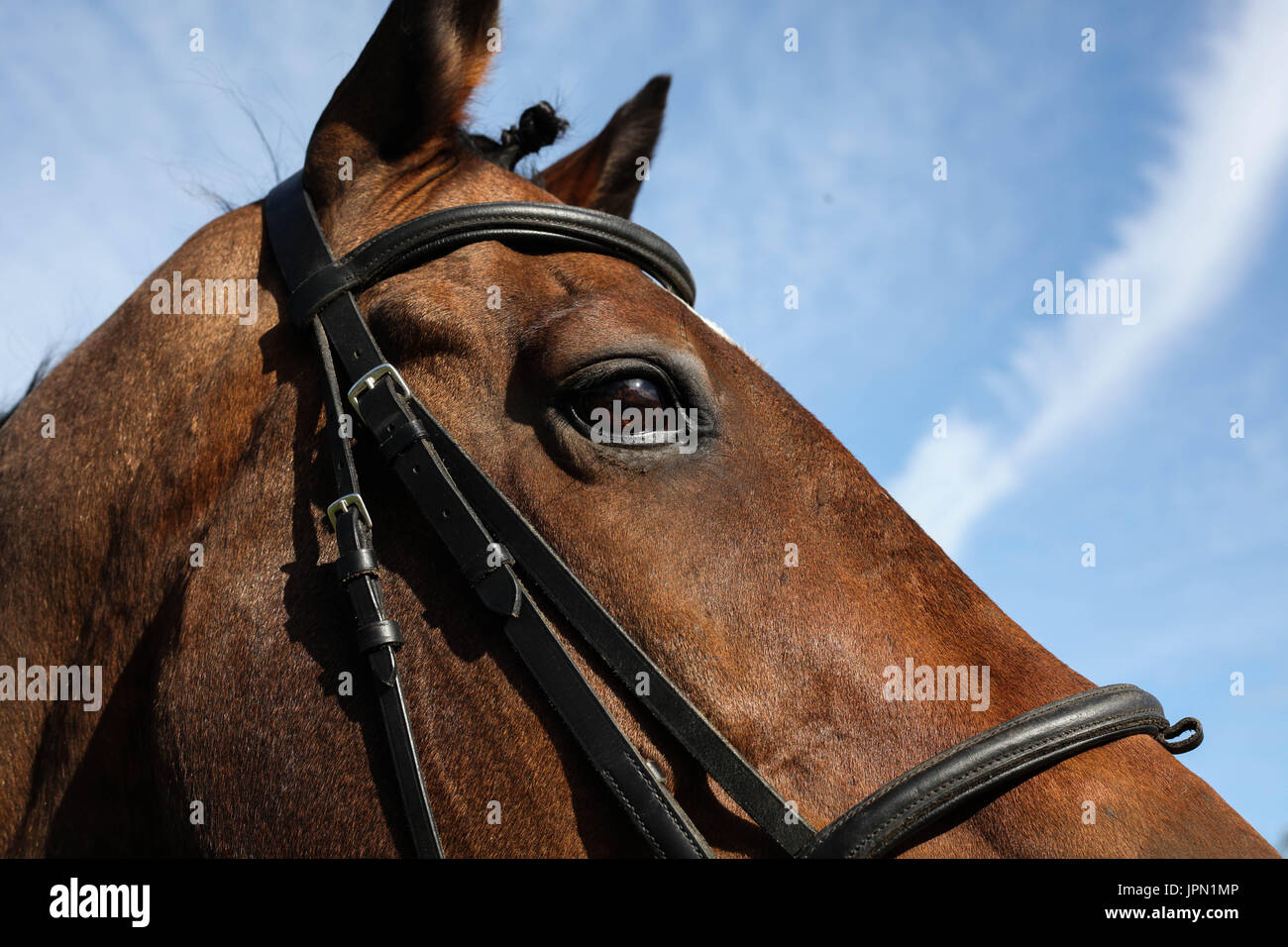 Equus ferus caballus Thoroughbred Ex racing Gelding Horse Stock Photo ...